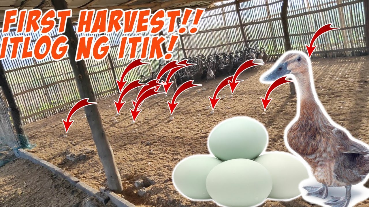 ITIK FARM ADVENTURE (EP-1) ANG DAMI NANG ITLOG??? - YouTube