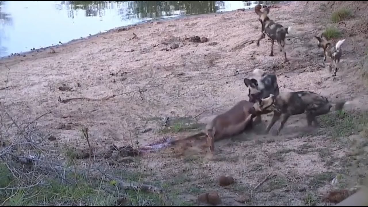 Dog Fighting/ Real dog fighting/DOG FIGHT PREVENTED ! 2 LARGE DOGS ...