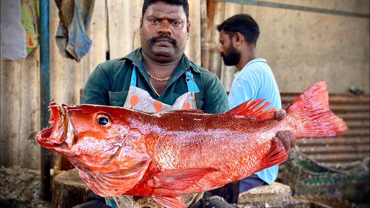 KASIMEDU 🔥 SPEED SELVAM RED SNAPPER FISH CUTTING VIDEO | IN KASIMEDU ...