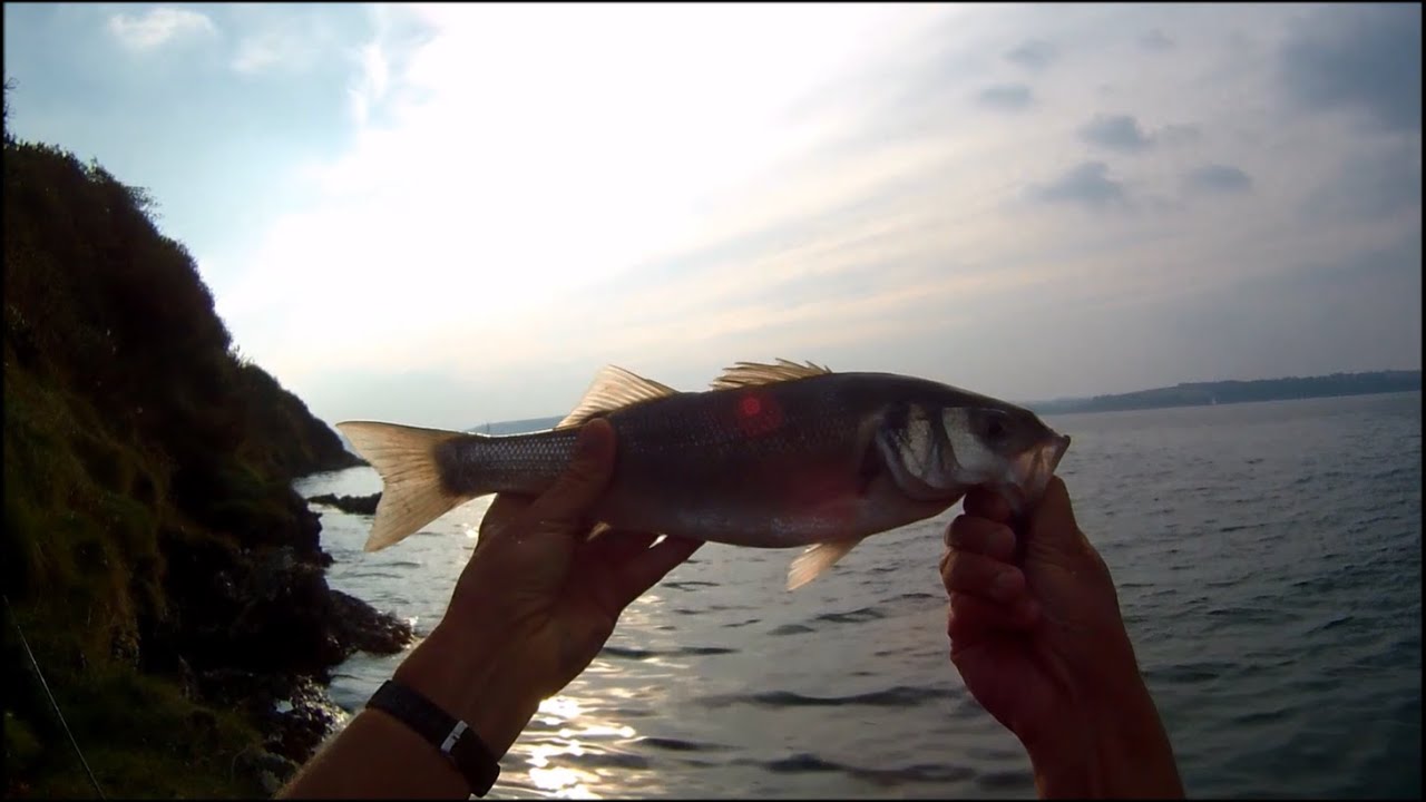 Shore Fishing - Surface Plug Fishing for Sea Bass - Walk the Dog - YouTube