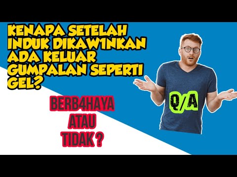 TAU KENAPA SETELAH BABI DIKAW1NKAN KELUAR GUMPALAN PUTIH SEPERTI GEL PADA VULV4 INDUK BABI?