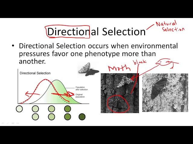 Directional Selection