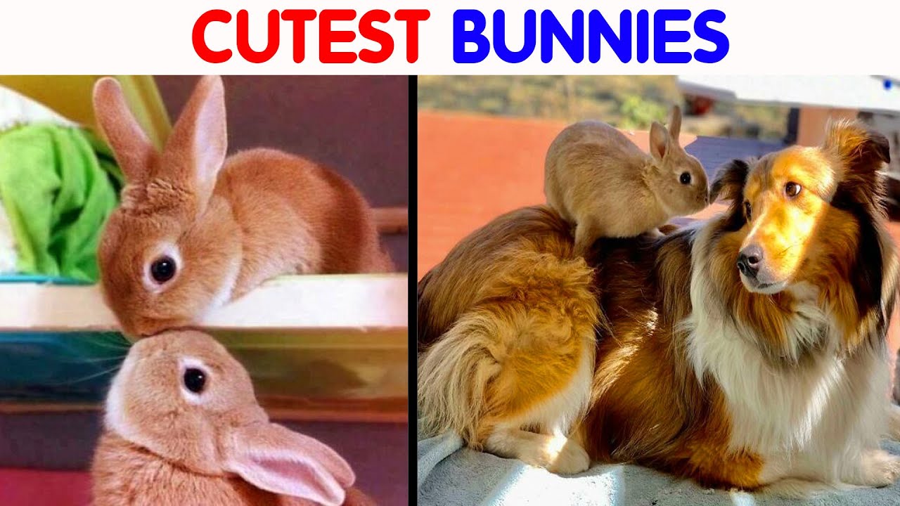 50 Bunnies Whose Cuteness Can’t Be Challenged - YouTube