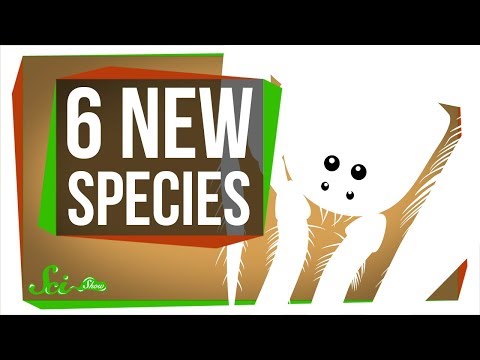 How Many New Species Of Insects Are Discovered Every Year