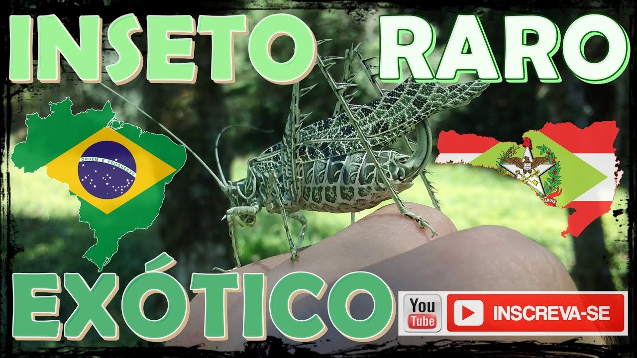 INSETOS RAROS DO BRASIL - VOCÊ JÁ VIU UM DESSES? - YouTube