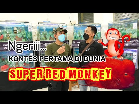 NGERI... LOUHAN SUPER RED MONKEY KONTES PERTAMA DI DUNIA ADA DI JAKARTA ...