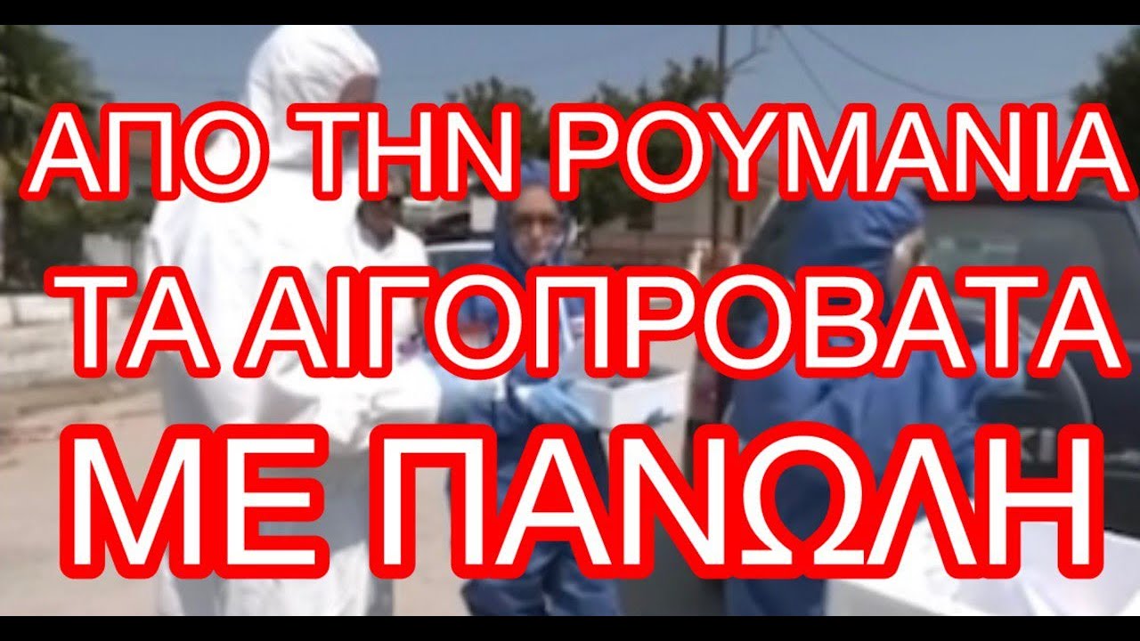 Η ΠΑΝΩΛΗ ΗΡΘΕ ΑΠΟ ΡΟΥΜΑΝΙΑ ΤΩΝ ΑΙΓΟΠΡΟΒΑΤΩΝ - YouTube