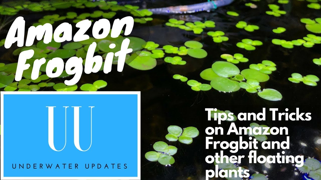 Amazon Frogbit: TIPS and TRICKS - YouTube
