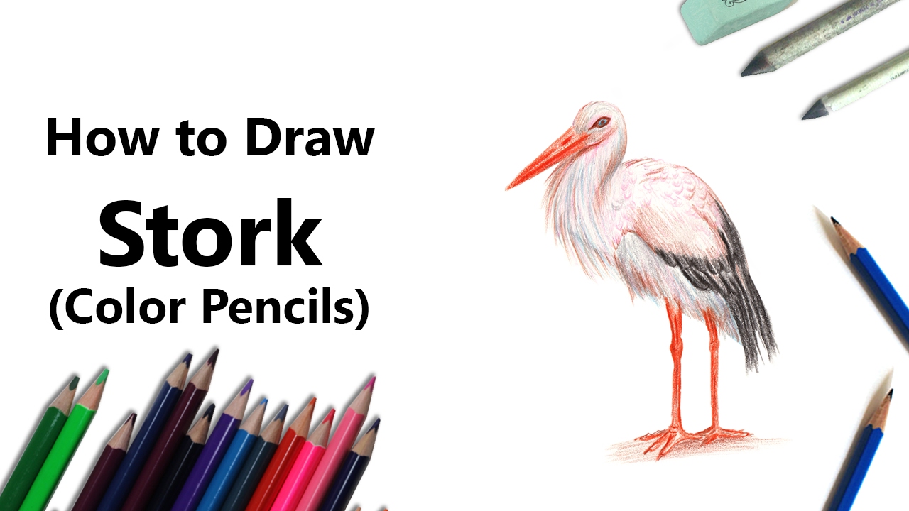 How to Draw a Stork with Color Pencils [Time Lapse] - YouTube