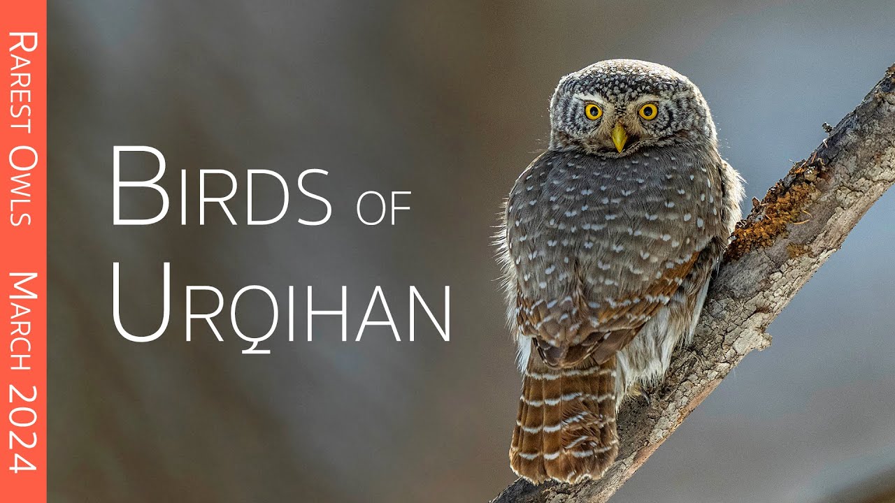 Frozen North Birding Adventure: Quest for China's Rarest Owls in the ...