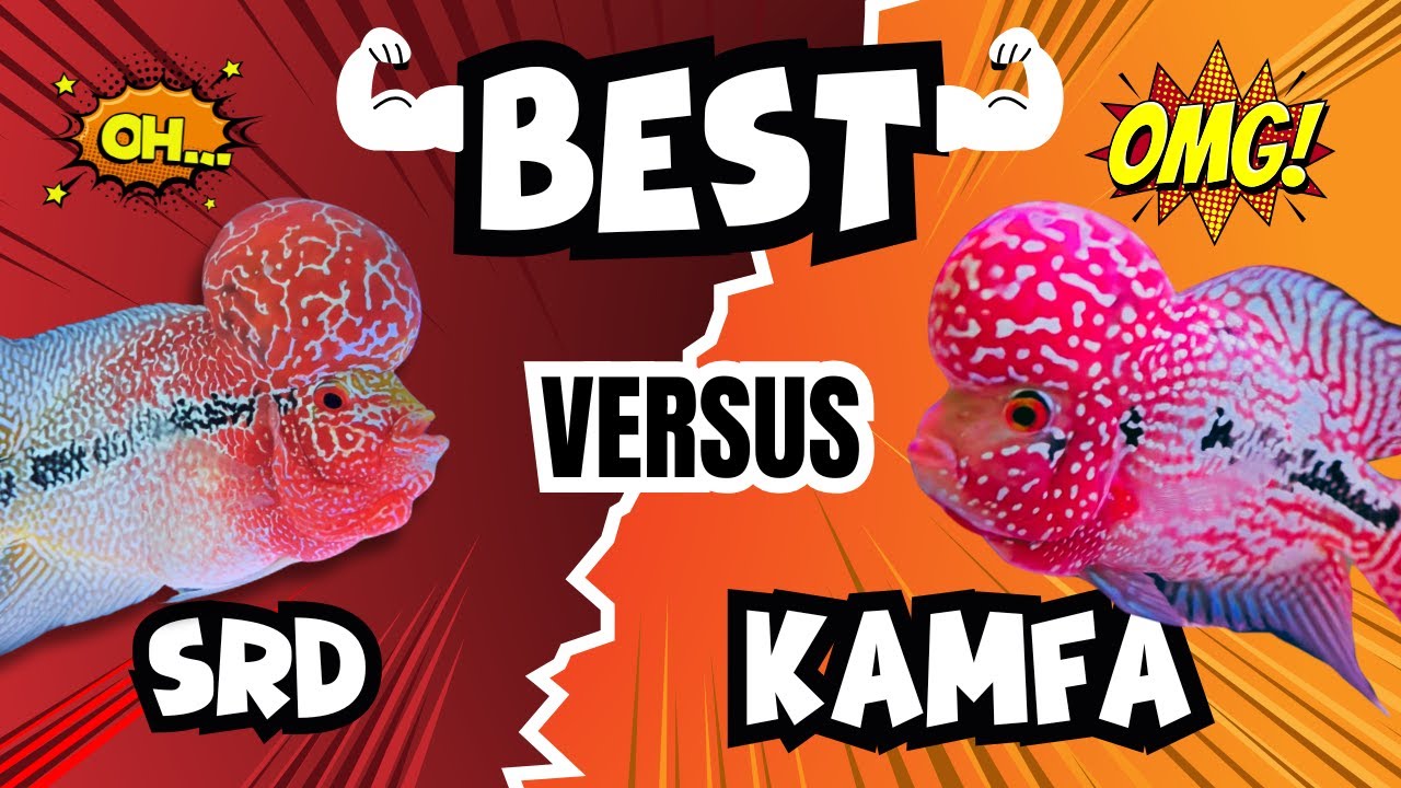 BIGGEST TOPIC on SRD vs KAMFA Flowerhorn: Which is the best to keep ...