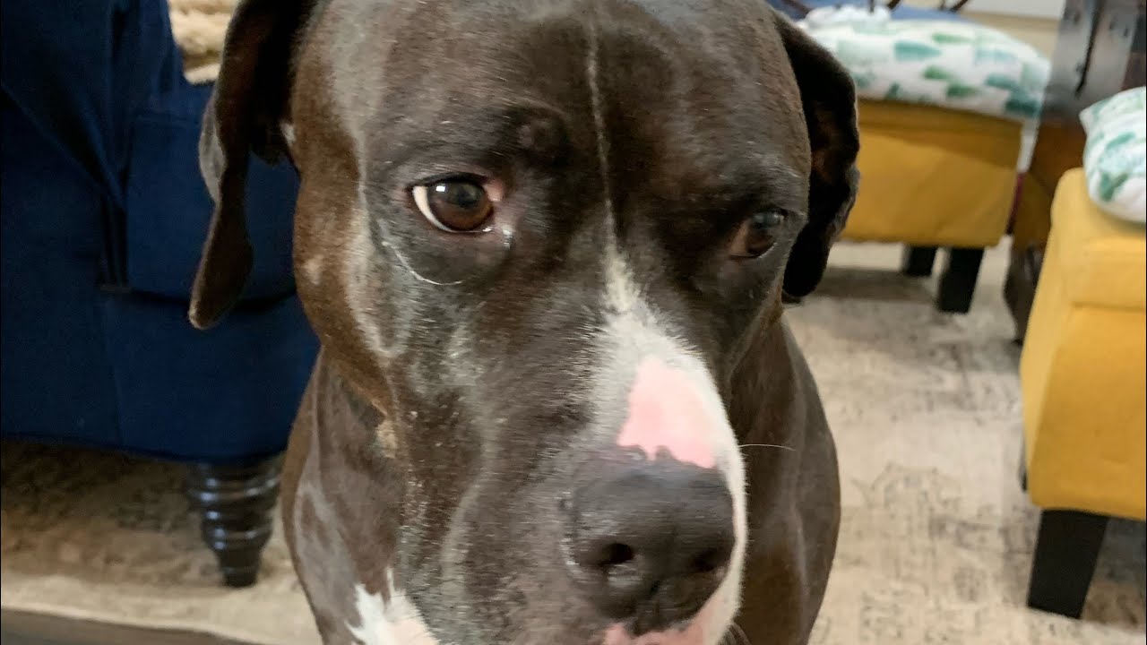 Chester Dog is live! - YouTube
