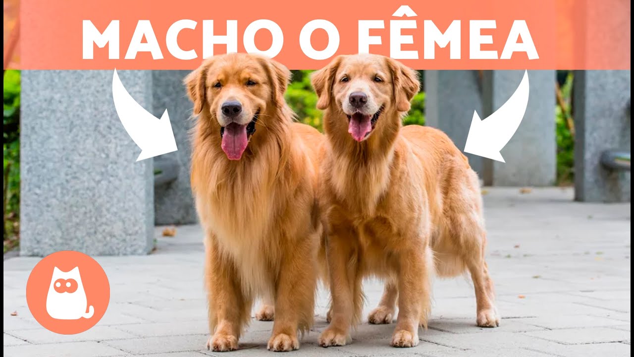 Diferenças entre GOLDEN RETRIEVER Macho e Fêmea 🐶 Qual escolher? - YouTube