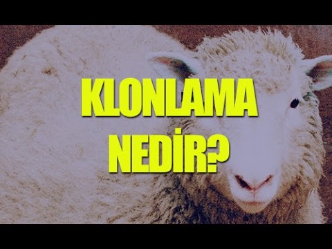 Klonlama Nedir? - Tek Cümlede Evrim
