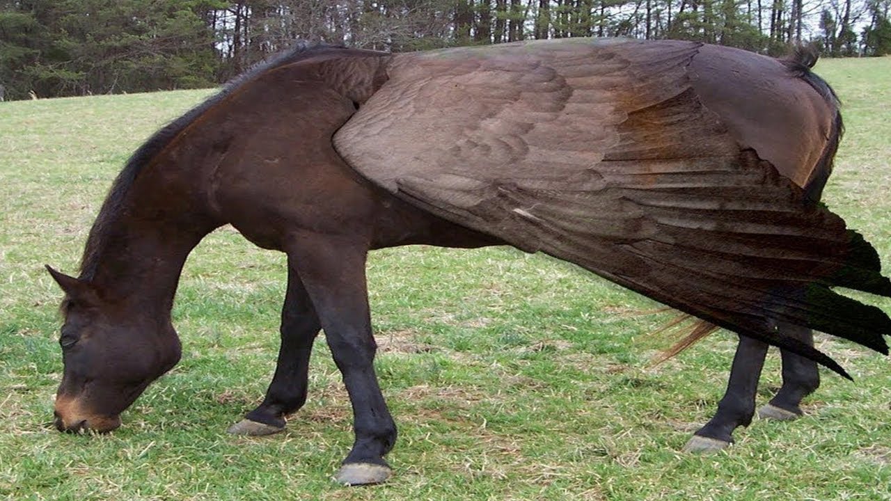 10 Unique Animals You Won’t Believe Exist - YouTube