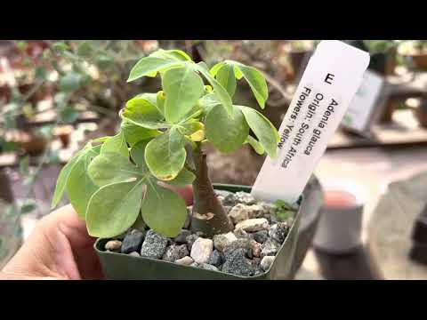 Adenia glauca: a young size and mature 40 years old! 😍👍🌱🌳💐