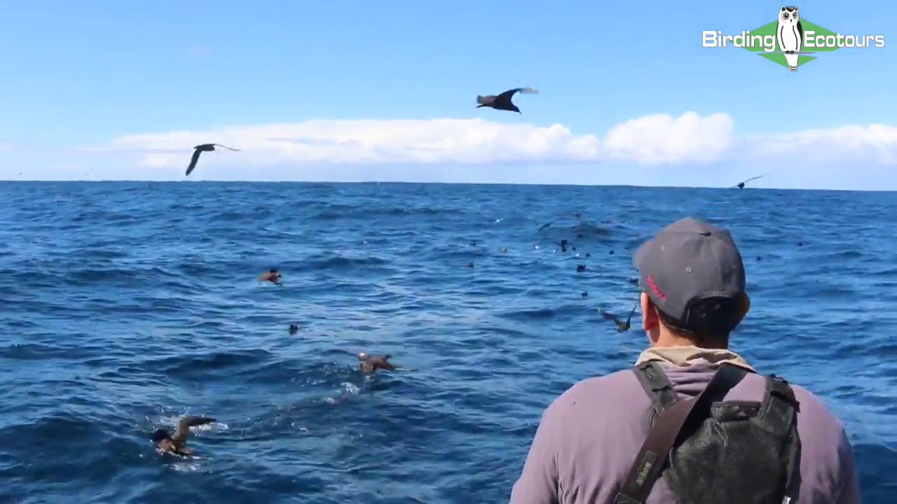 Pelagic Birding Trip - South Africa - YouTube
