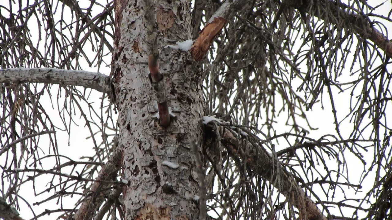 Brown Creeper calls TURN SOUND WAY UP! Regina, SK Canada Dec 23, 2014 ...