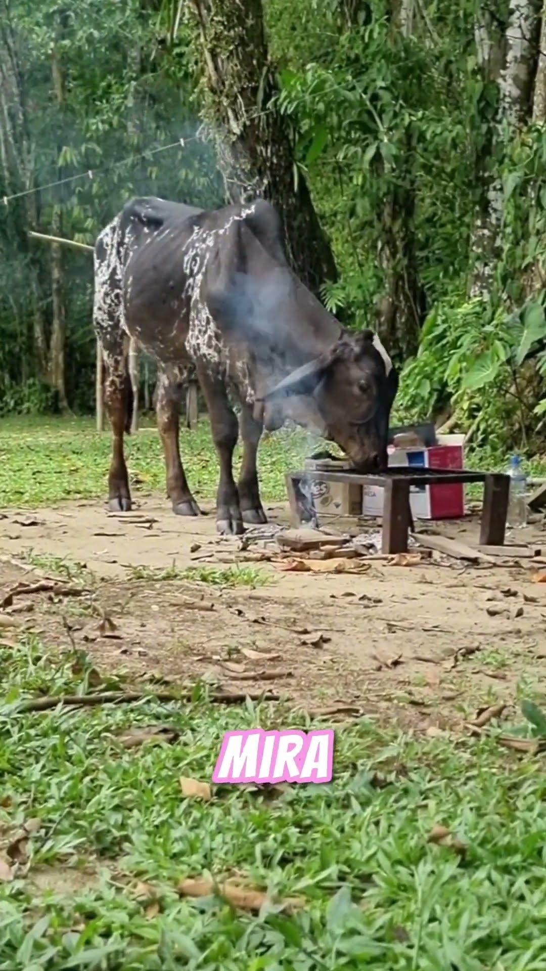 La vaca muu la vaca muu #viajesenmoto #moteros #camping - YouTube