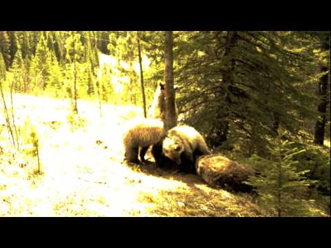 Bear Twerk
