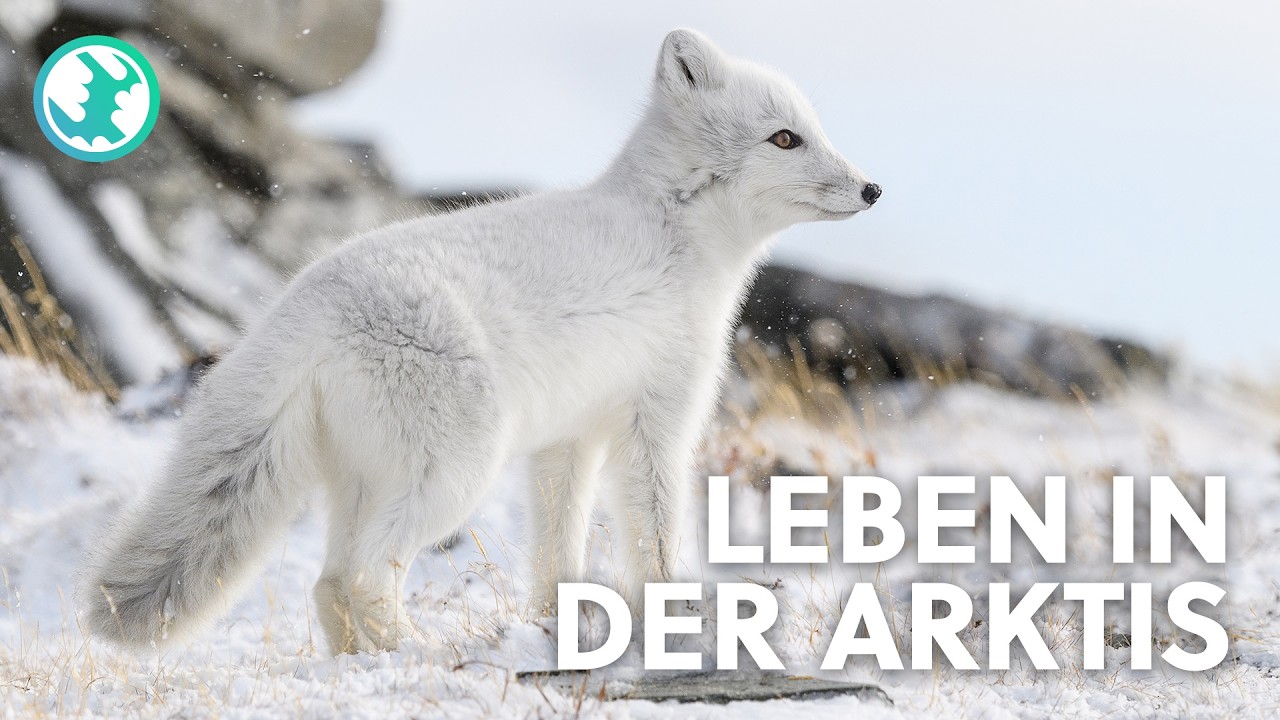 Der Eisfuchs: Überleben in der Arktis | Tierdoku - YouTube