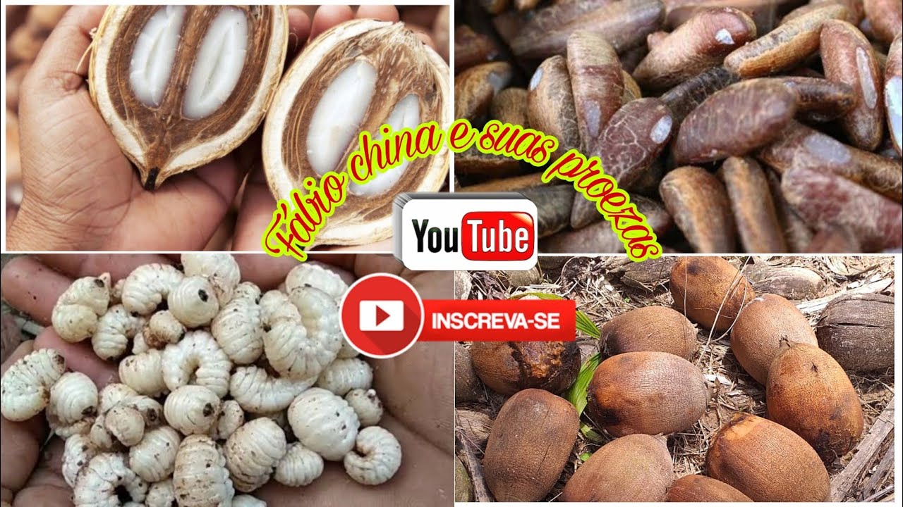 Como obter alimento na selva? / Gongos (Bicho do Coco) - YouTube