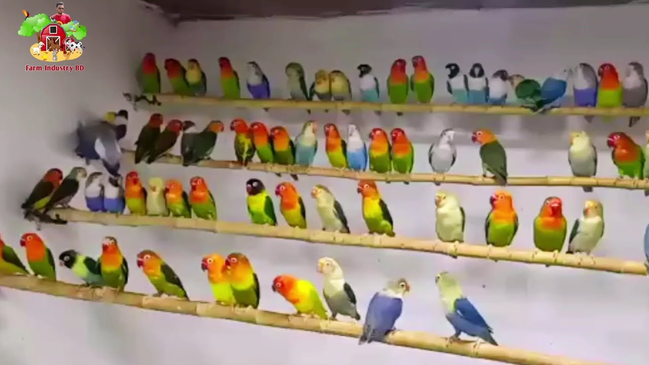 Rosella Birds Aviary Beautifulbirds Farm Love Birds Aviary Macaw Parrot ...