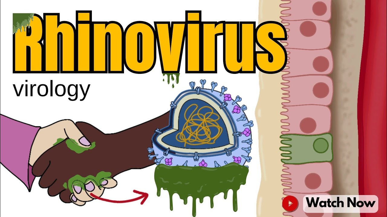 Rhinovirus: How This Virus Makes You Feel Under the Weather | Virology ...