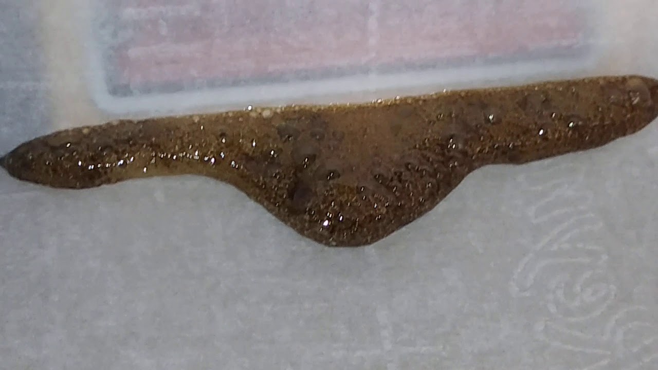 5 grams of hash pressed into rosin - YouTube