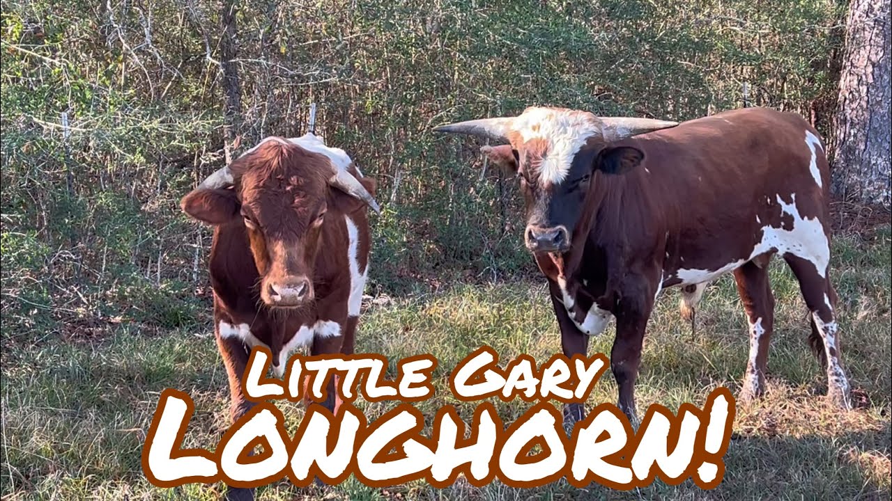 Shorthorn Bull Identifies as Longhorn - YouTube