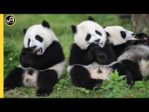 Dev Pandalar: Sakar ve Sevimli