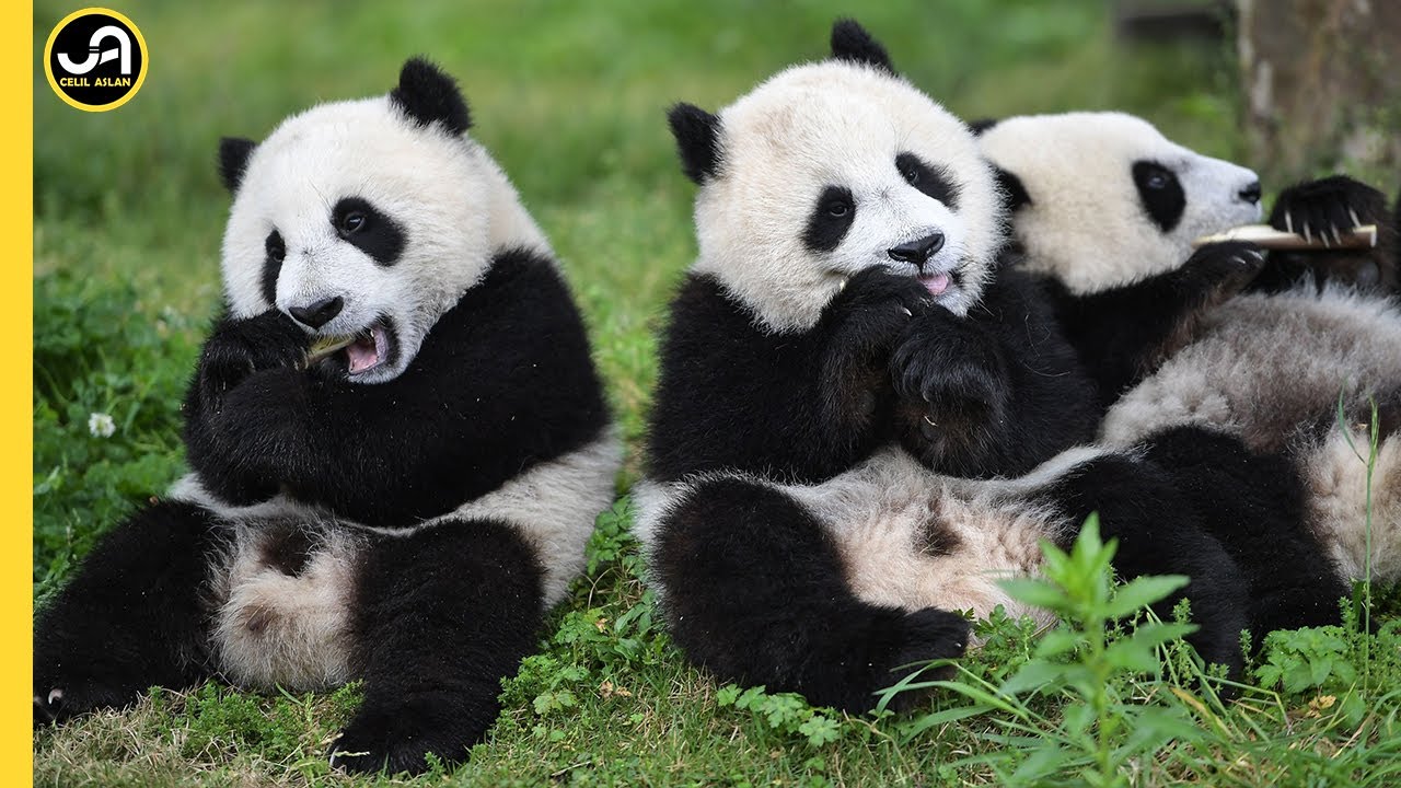 Dev Pandalar: Sakar ve Sevimli - YouTube