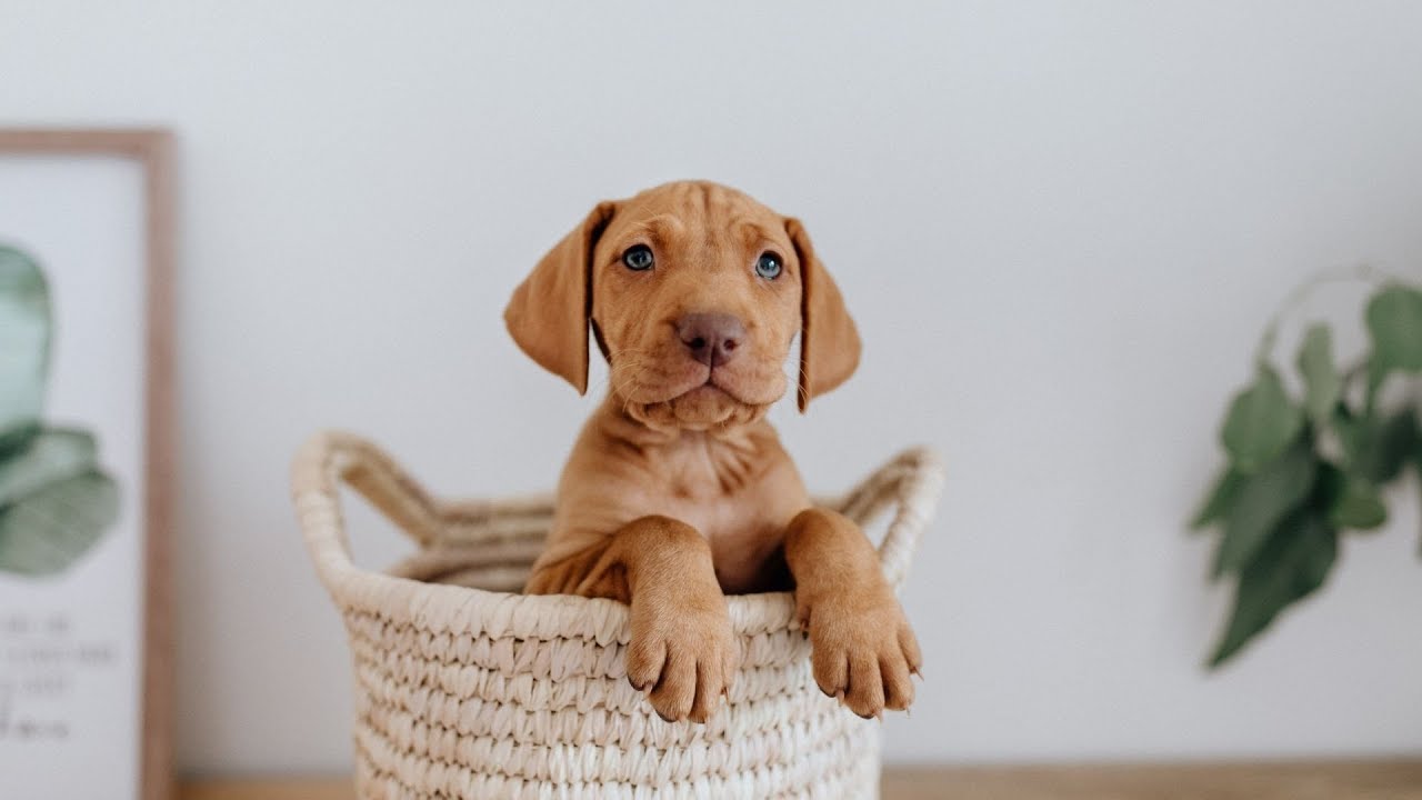 Vizsla's Adaptable Nature in Different Environments - YouTube