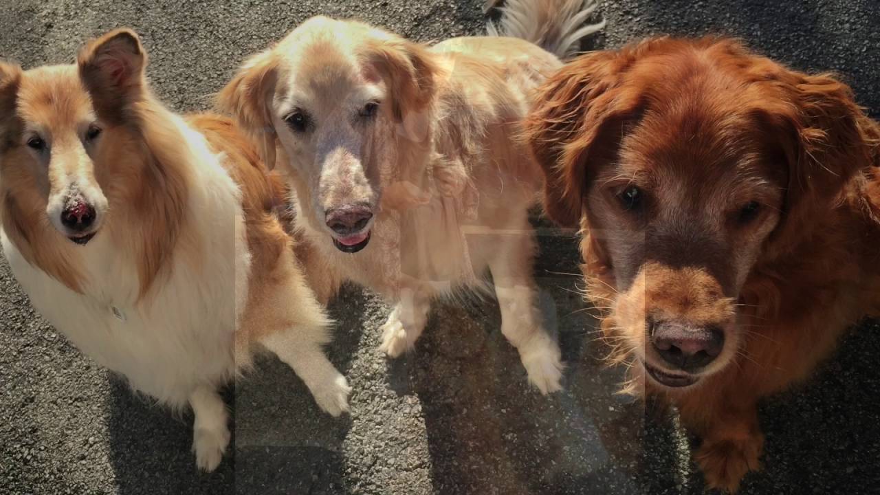 I Love Training Dogs! - YouTube