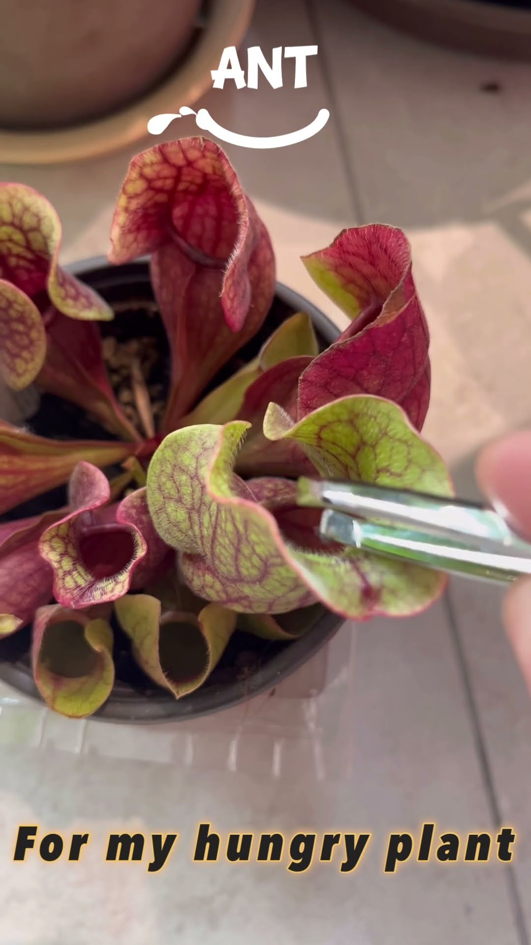 For my hungry plant #insecteatingplant #carnivoreplant #growplants ...