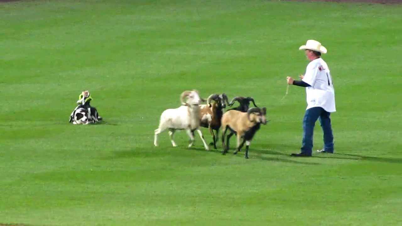 Cowboy Monkey Rodeo at Coca-Cola Park - YouTube