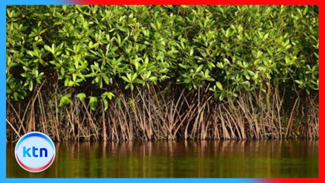 Fear of mangrove forest being wiped out - YouTube