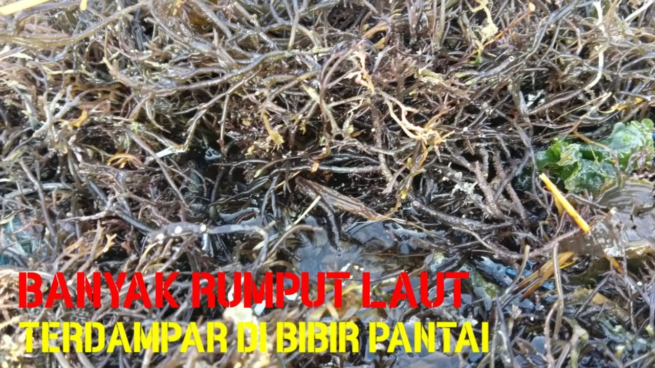 🔴wow banyak..‼️rumput laut berserakan.agar agar.latoh.rumput laut - YouTube