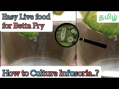 Everything about Infusoria Culture | How to culture infusoria at home ...