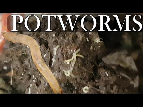 One Minute with the Composters: Potworms - YouTube