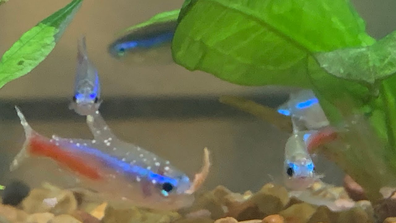 Ick | Aquarium Series Pt.6 - YouTube