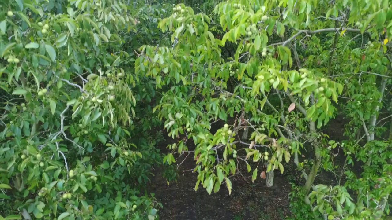 Orchard Sprayer walnuts - YouTube