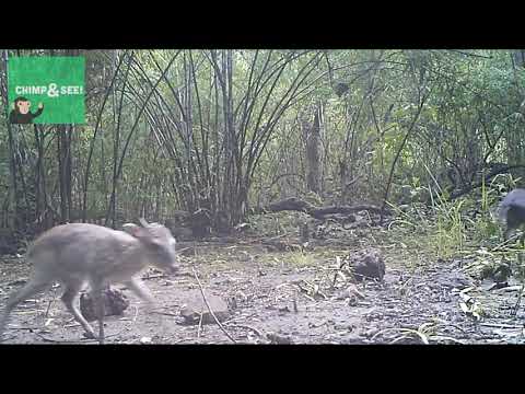 small grey duiker