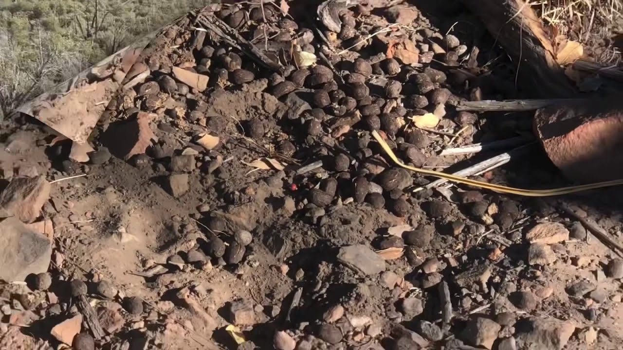 2020 Arizona late elk hunting unit 22.N - YouTube