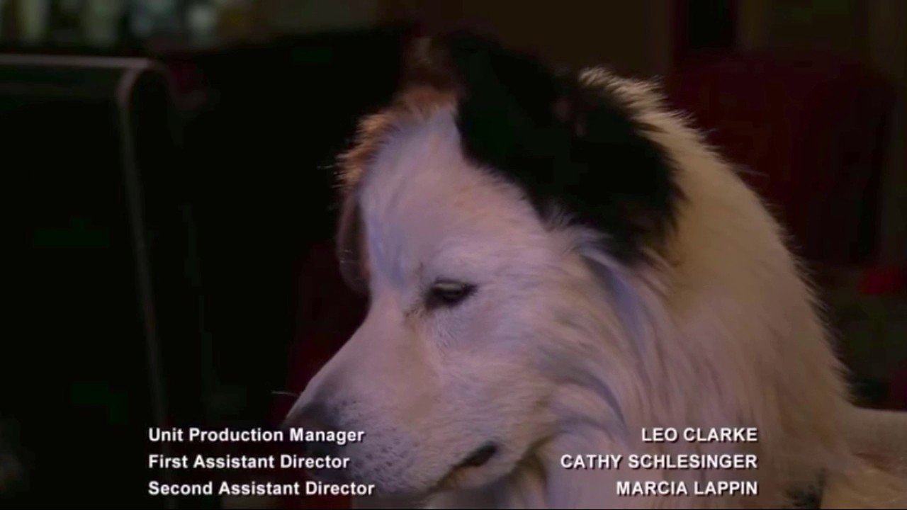 Blogging practice. Dog with a blog - YouTube