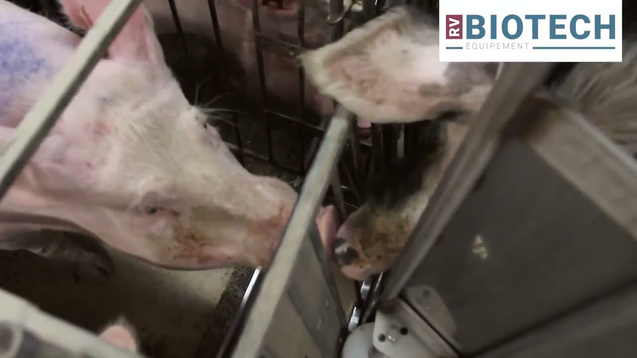 Cage d'insémination - Contact-O-Max I RV-Biotech - YouTube