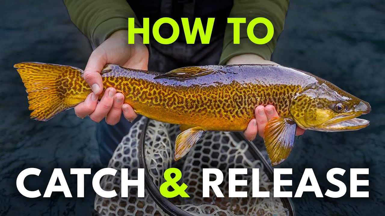 How to Properly Catch & Release Trout for Beginners | Episode 21 - YouTube