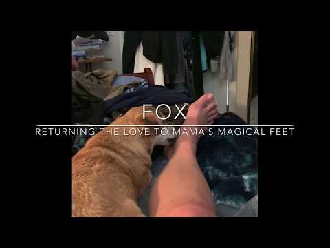 Cute Dog FOX Gives Loving Licks and Kisses to MaMa’s Magical Feet