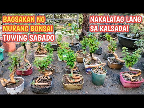 BAGSAKAN NG BONSAI DITO SA U.P. DILIMAN BONSAI SOCIETY - YouTube