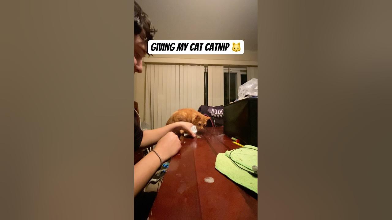 Giving My Cat Catnip 🐱 - YouTube